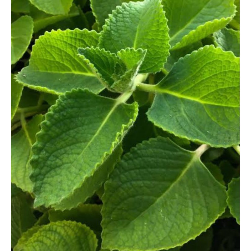 Jual daun jinten segar 500g | Shopee Indonesia