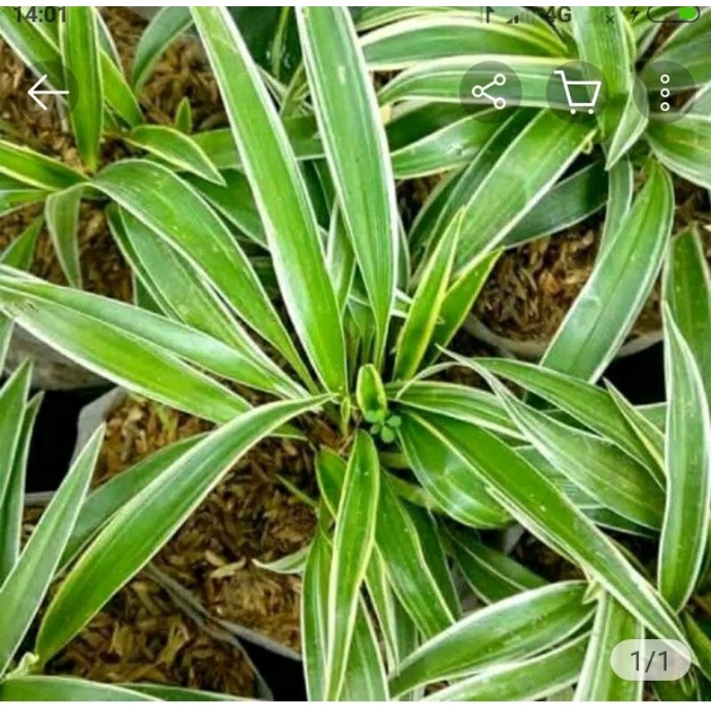 Jual bunga bulu ayam lili paris varigata tanaman hias hidup | Shopee ...