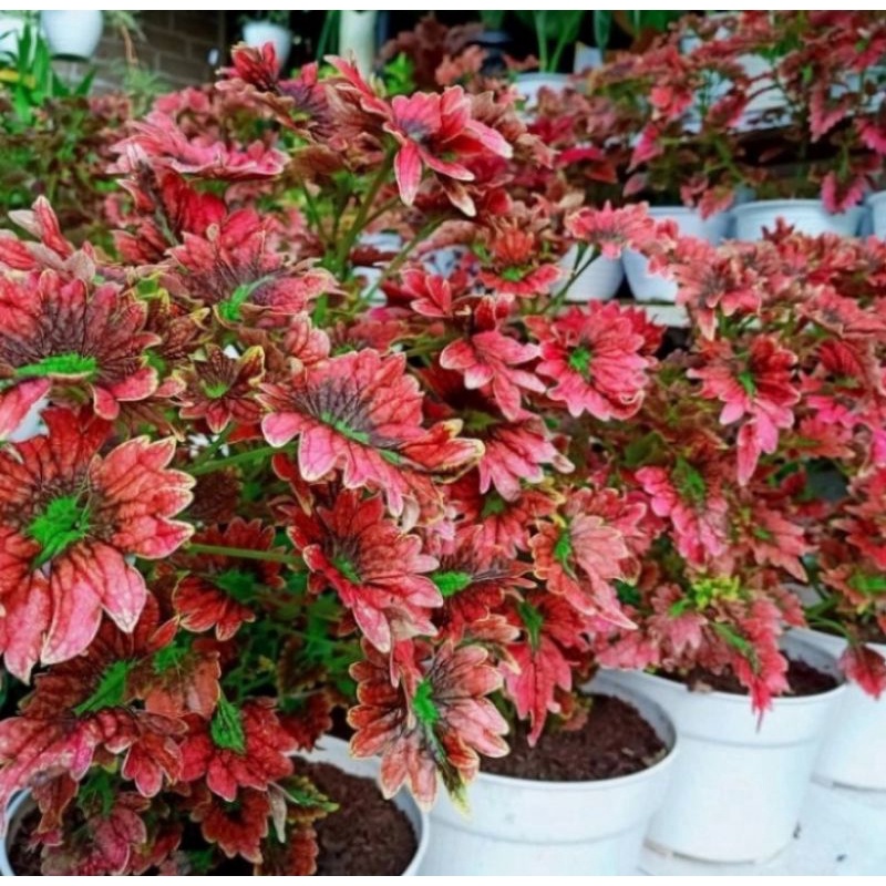 Jual Pohon Miana Wayang / Miana Red Dragon Tanaman Hias Miana Merah ...