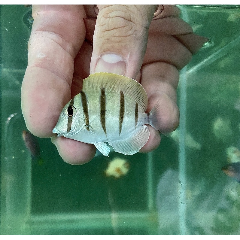 Jual botana lorek / convict tang (SUDAH MAKAN PELET) | Shopee Indonesia