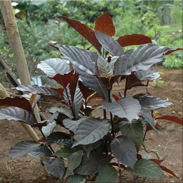 Jual DAUN HANDELEM/daun kopi hitam 250gram | Shopee Indonesia