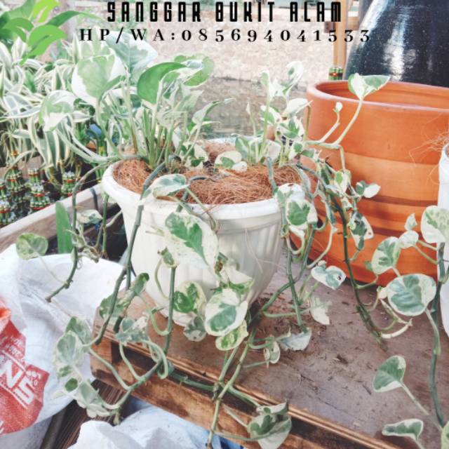 Jual Tanaman hias / rambat / gantung sri gading enjoy / Srigading/sirih ...