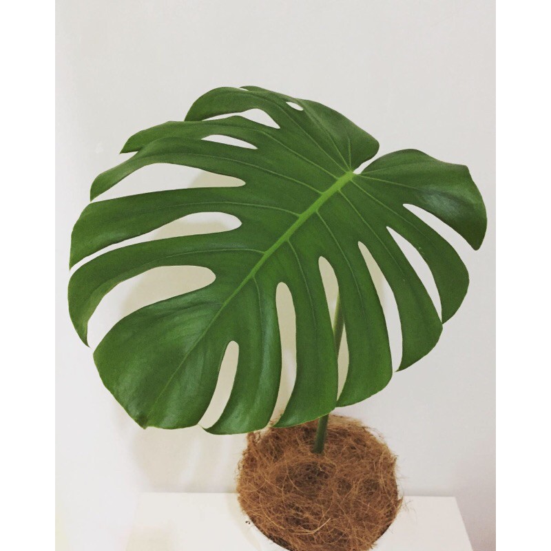 Jual Monstera Deliciosa / King medium size | Shopee Indonesia