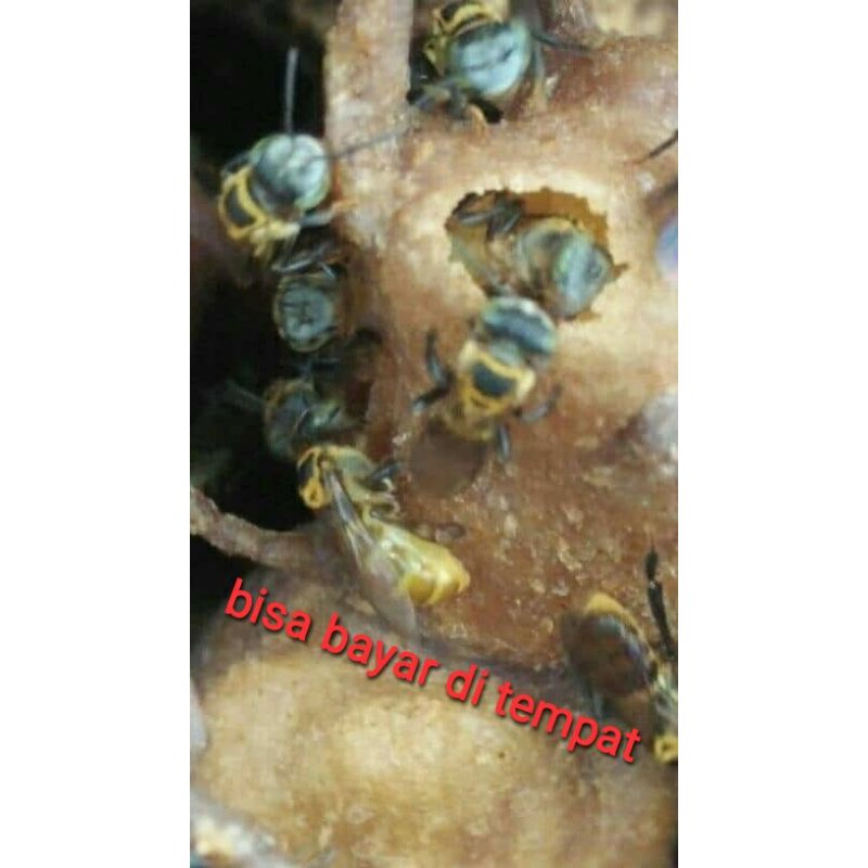 Jual klanceng terminata/kelulut/teuweul/kele kele | Shopee Indonesia