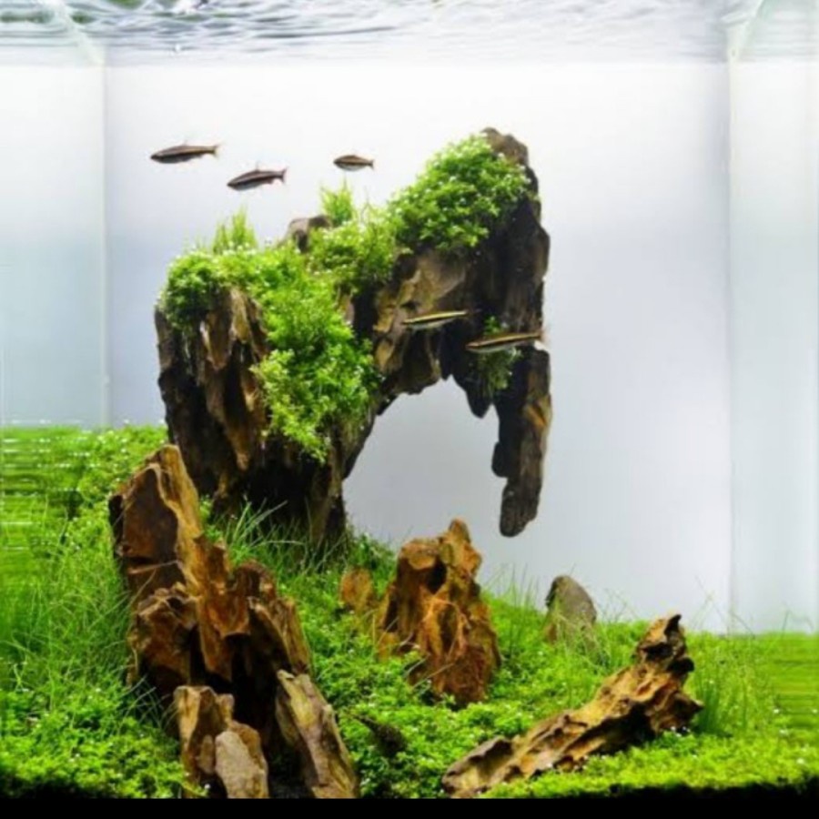 Jual Kayu Rentek 30-40 Cm Dekorasi Hardscape Wood Hias Hiasan Aquarium ...