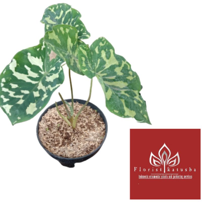 Jual tanaman hias caladium army (original) | Shopee Indonesia