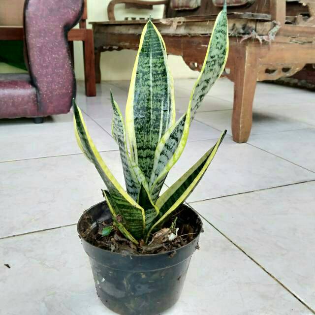 Jual Tanaman Sansivera lidah mertua/tanaman sansivera superbal/ berbeda ...