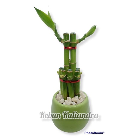 Jual Bambu Hoki pot Kramik Mini/ lucky bamboo / bambu hoky | Shopee ...
