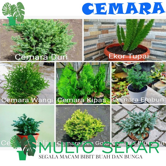 Jual Tanaman hias Cemara - tanaman mini (usia dewasa) - Aesthetic Decor ...