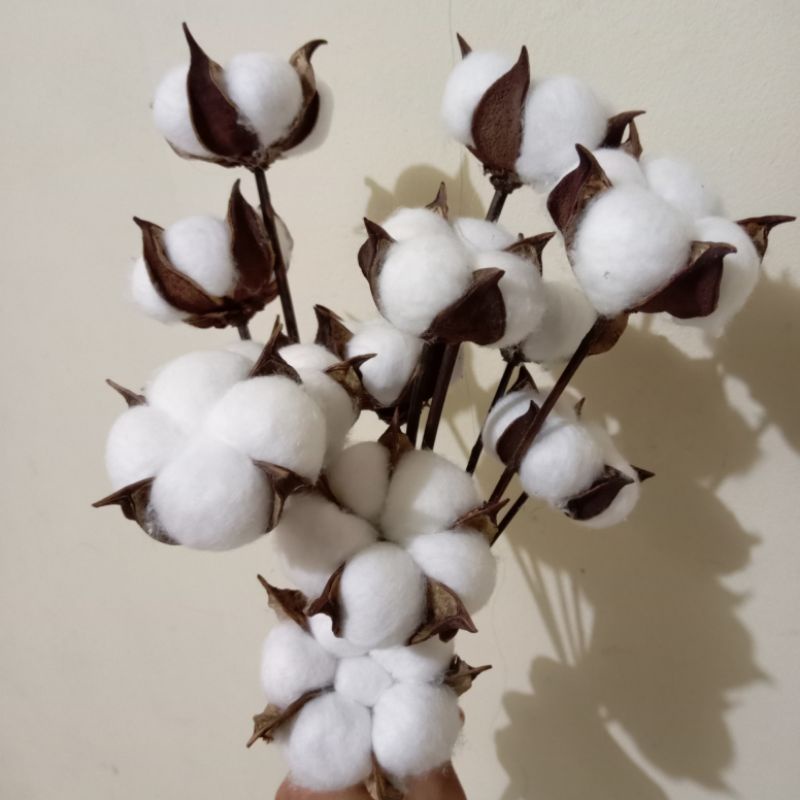Jual bunga kapas 3 batang (batang kayu) | Shopee Indonesia