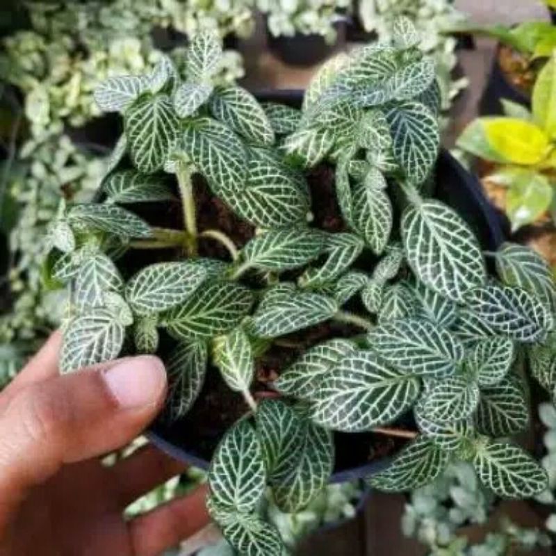 Jual Tanaman hias Episcia Fitonia hijau | Shopee Indonesia