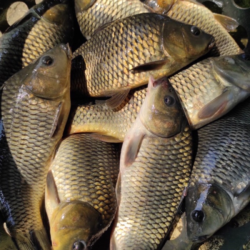 Jual IKAN MAS SEGAR HIDUP 500g | Shopee Indonesia