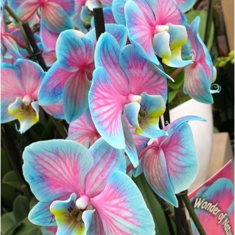 Jual Anggrek Dendrobium Galaxy -sudah knop/spike-sudah kuncup-siap ...