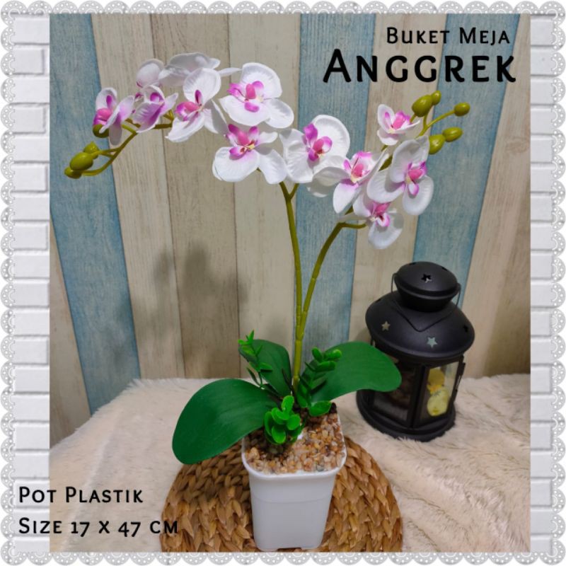 Jual Anggrek Dendrobium Putih Ungu | Shopee Indonesia