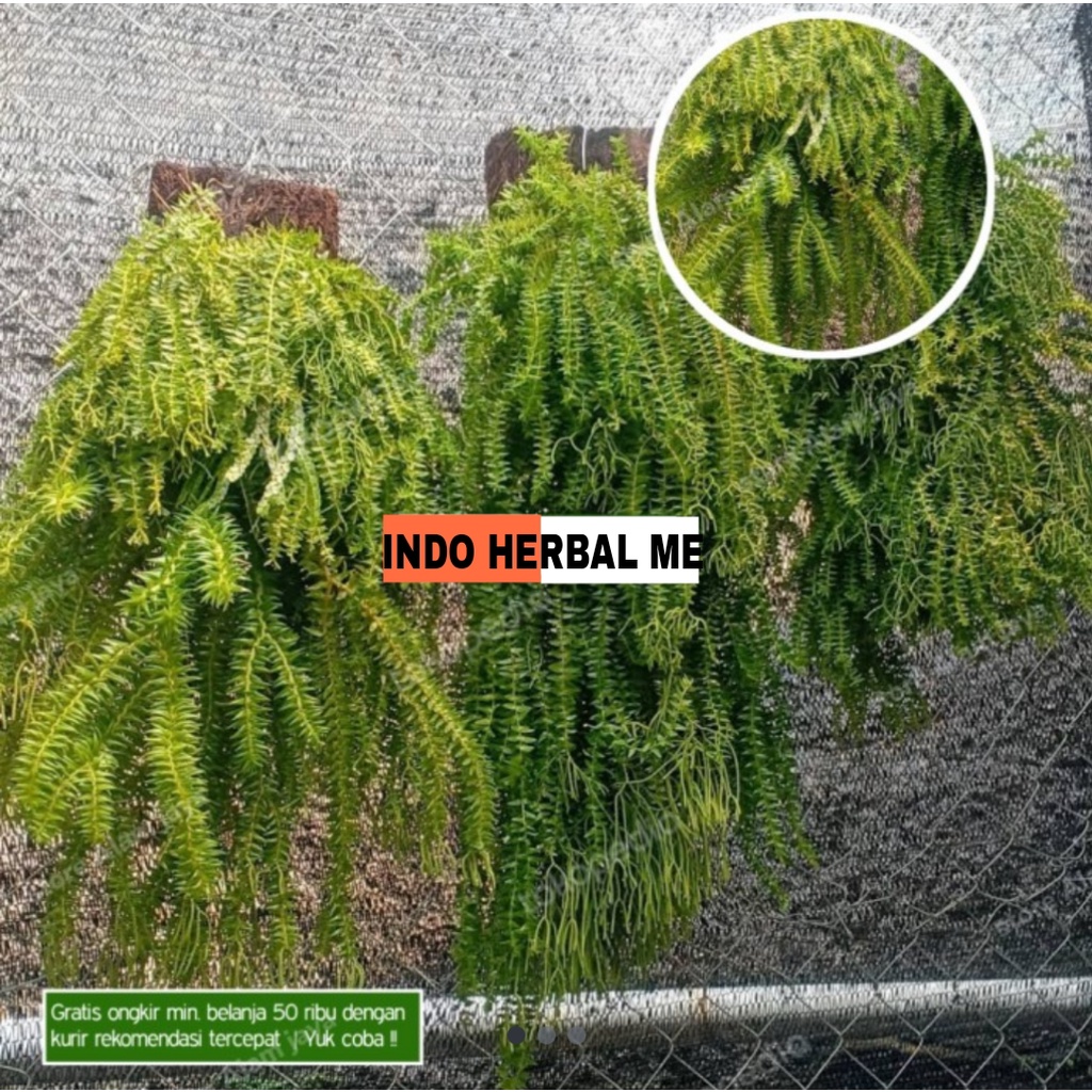 Jual kumpai huperzia/kumpai cucuk+media tanm/gantungn | Shopee Indonesia