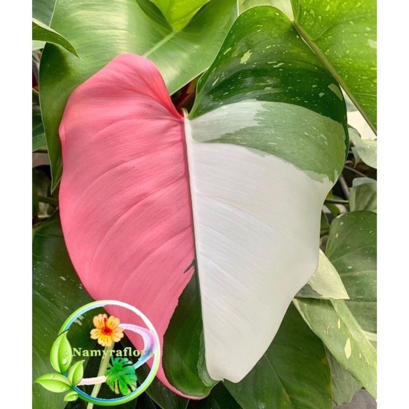 Jual BONGGOL MONSTERA VARIEGATA PINK PRINCESS//MONSTERA PRINCES ...