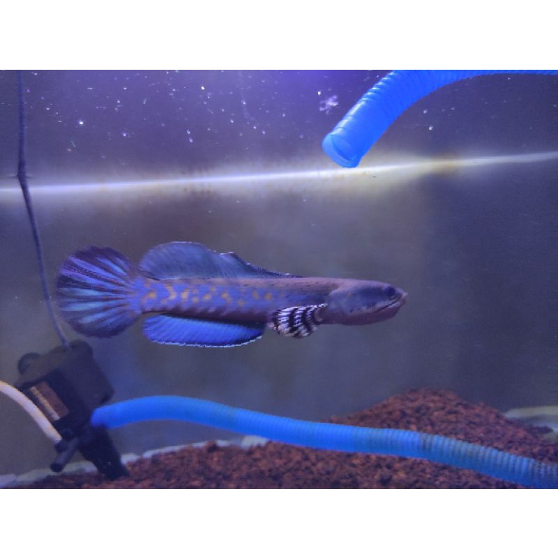 Jual chana blue pulchra size 17cm | Shopee Indonesia