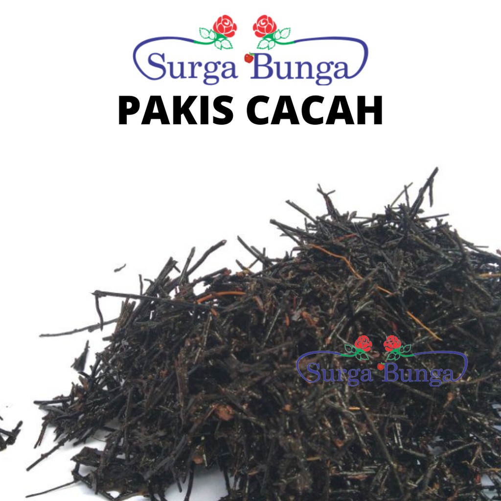 Jual Media Tanam Pakis Cacah REPACK - tanaman hias - 300 gr | Shopee ...