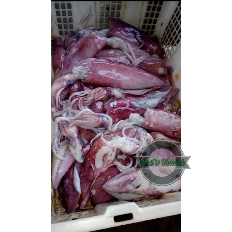 Jual Cumi Fresh Size Big/Besar Langsung dari nelayan Juwana Pati ...