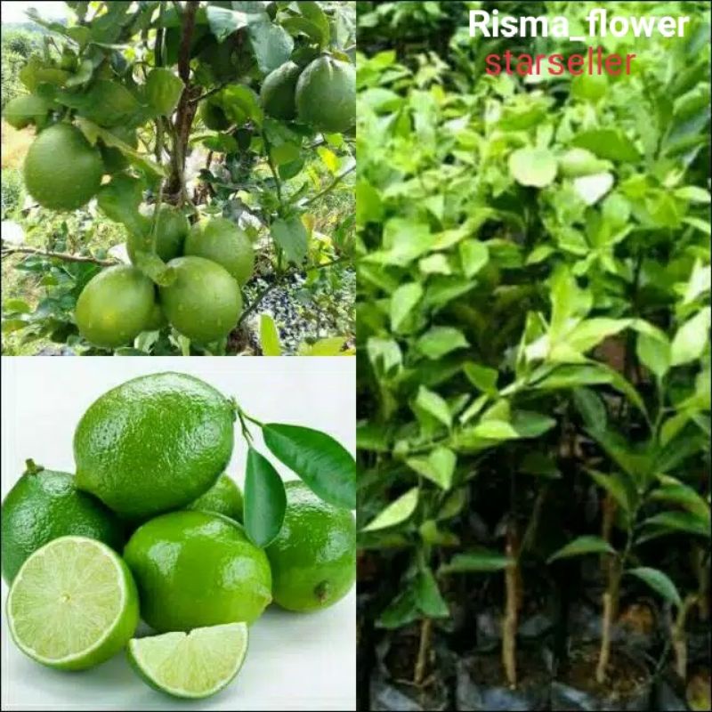 Jual POHON JERUK NIPIS / TANAMAN JERUK NIPIS | Shopee Indonesia Jual POHON JERUK NIPIS / TANAMAN JERUK NIPIS | Shopee Indonesia