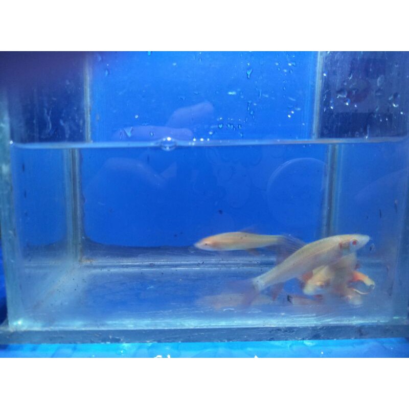 Jual ikan redfin albino | Shopee Indonesia