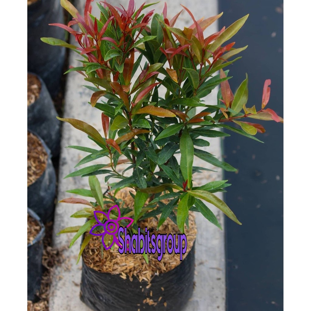 Jual BISA COD Tanaman pucuk merah 30-50cm - tanaman hias pucuk merah ...