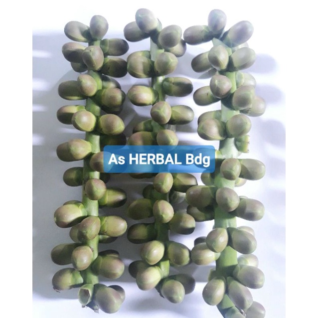 Jual Bunga kawung Buah aren langari segar bunga aren langari kawung 1 ...