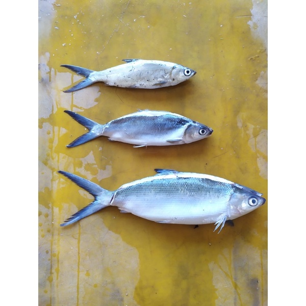 Jual IKAN BANDENG FRESH SEGAR 1KG | Shopee Indonesia
