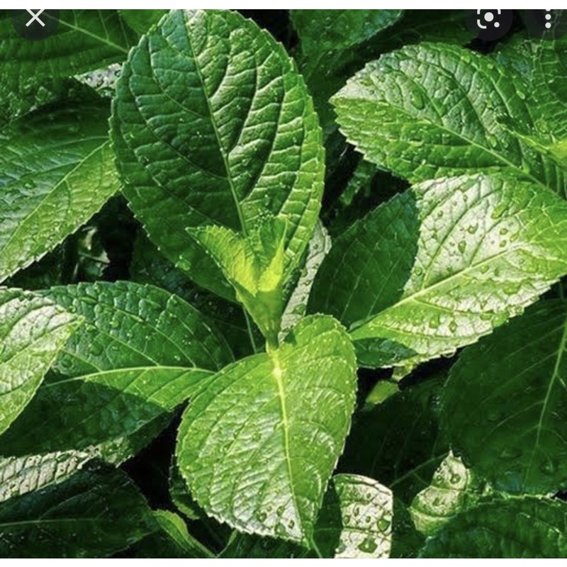 Jual Daun Keji Beling/pecah beling (Strobilanthes crispuss) | Shopee ...