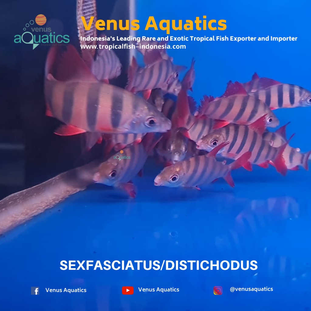 Jual TIGER FISH AFRICA DISTICHODUS SEXFASCIATUS DATZ AFRIKA WILD CAUGHT ...