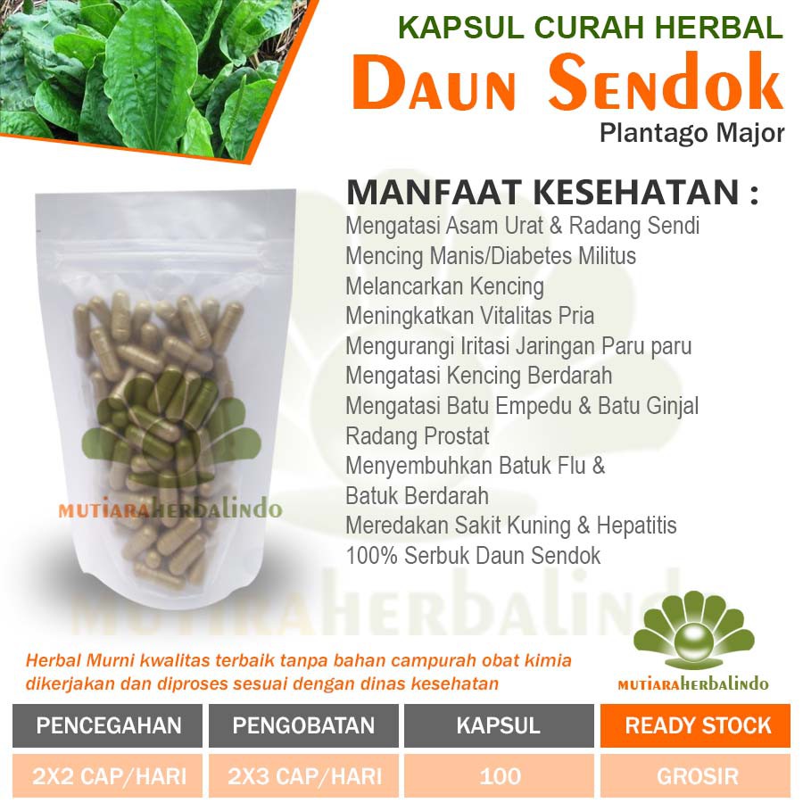 Jual DAUN SENDOK 100 Kapsul Herbal ISPA Peluruh Kencing Darah Bisul ...