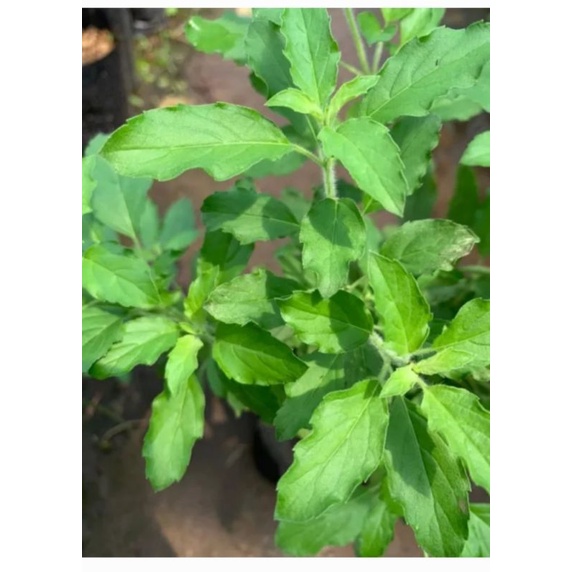 Jual DAUN RUKU RUKU/ TULSI/ HOLY BASIL/ TANAMAN HERBAL | Shopee Indonesia