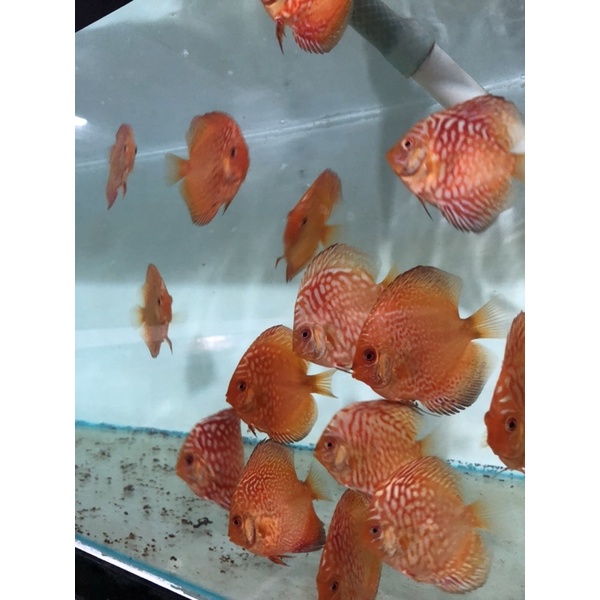 Jual Ikan Discus Red Map Chekerboard | Shopee Indonesia