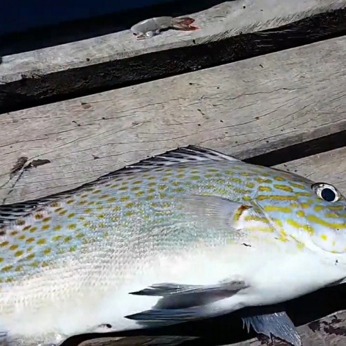 Jual Ikan Kakap Kaci Kaci Segar Ikan Fresh Laut Kualitas GARANSI SEGAR ...