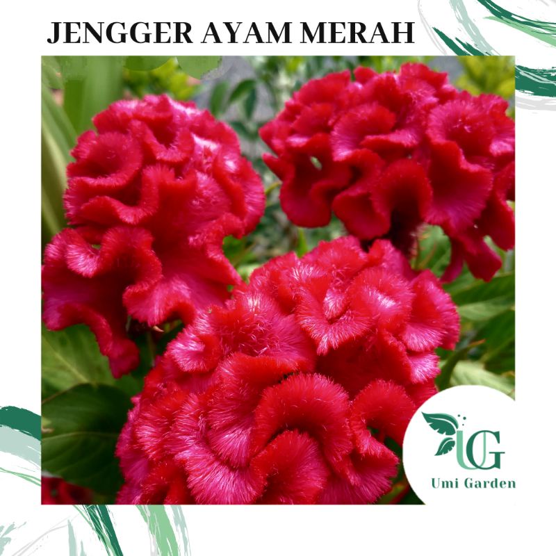 Jual 20 Biji Benih Bunga Cristata Coral Merah Celosia Jengger Ayam ...