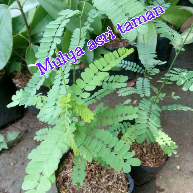 Jual Obral Bibit pohon daun saga/bibit tanaman saga/tanaman herbal daun ...