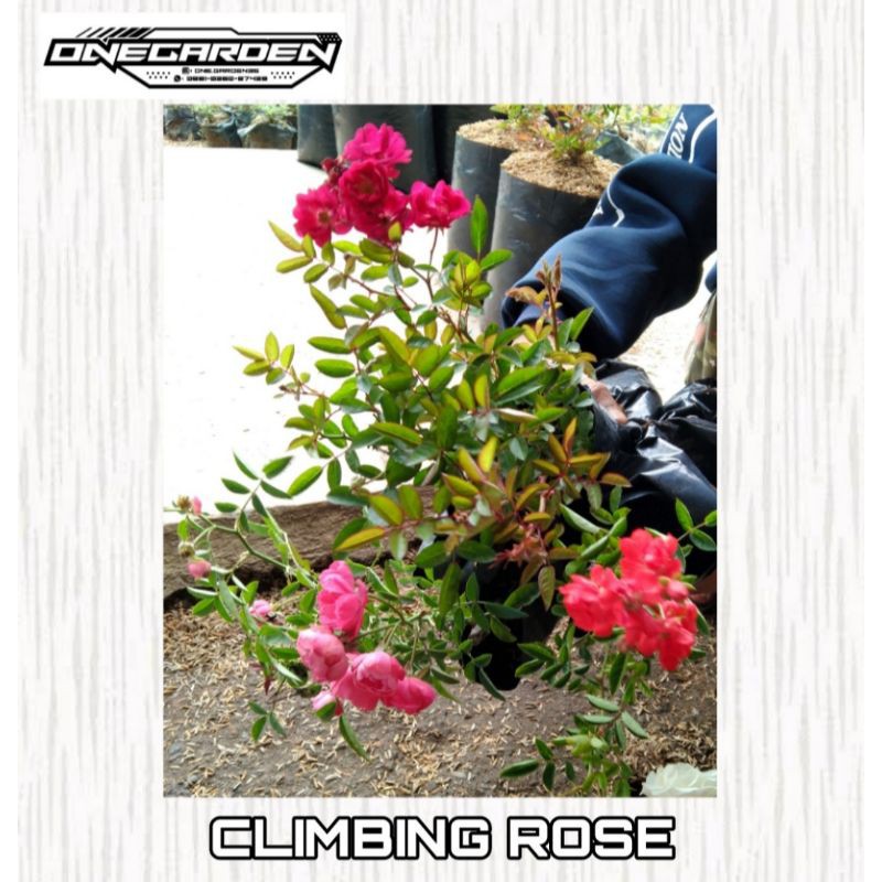 Jual MAWAR RAMBAT/CLIMBING ROSE REMAJA BERBUNGA BISA PILIH WARNA ...