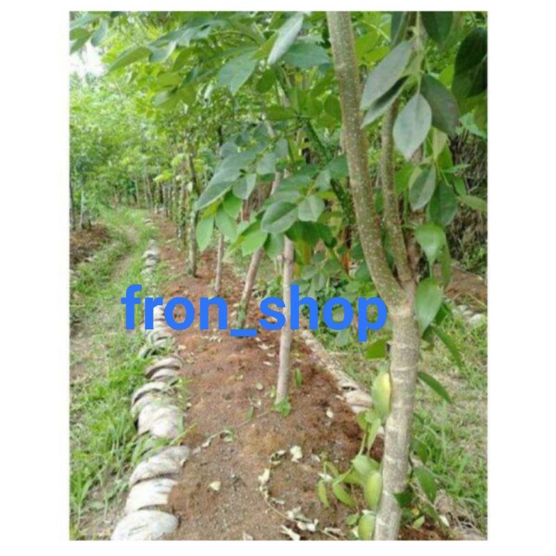 Jual STEK GAMAL / POHON STEK GAMAL UNTUK VANILI /LADA per 10bibit+bonus ...