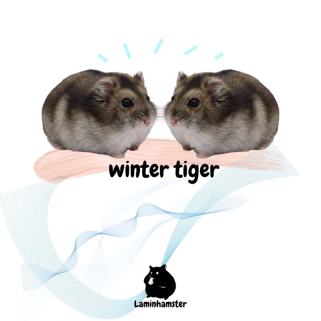 Jual Hamster Jenis Winter white [INSTANT] | Shopee Indonesia