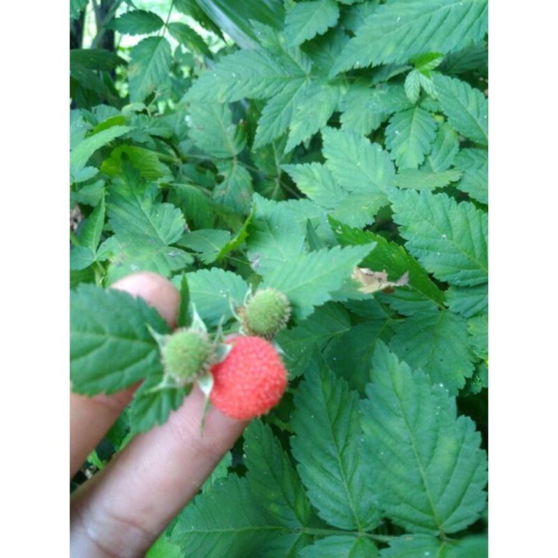 Jual Bibit Murbei Arben Bbibit Pohon Raspberry merah Arben Strobery ...