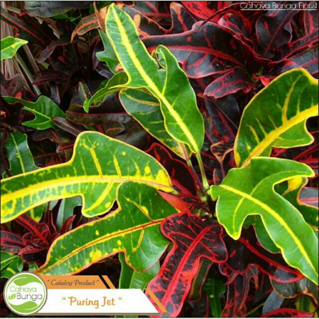 Jual Tanaman Hias Bunga Puring Jet | Shopee Indonesia