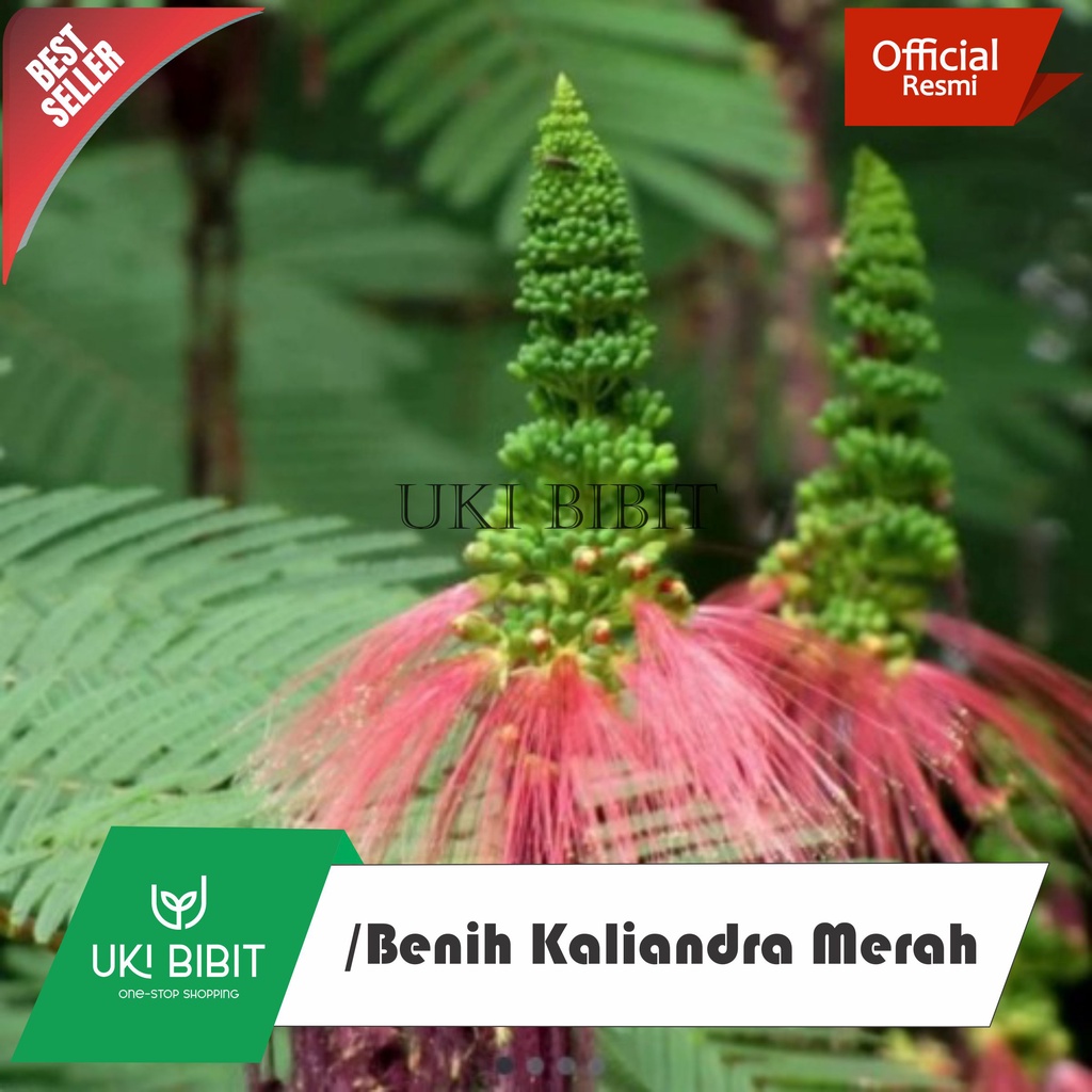 Jual ( 100 Butir ) Benih Biji Kaliandra Merah Pagoda | Pakan Ternak ...