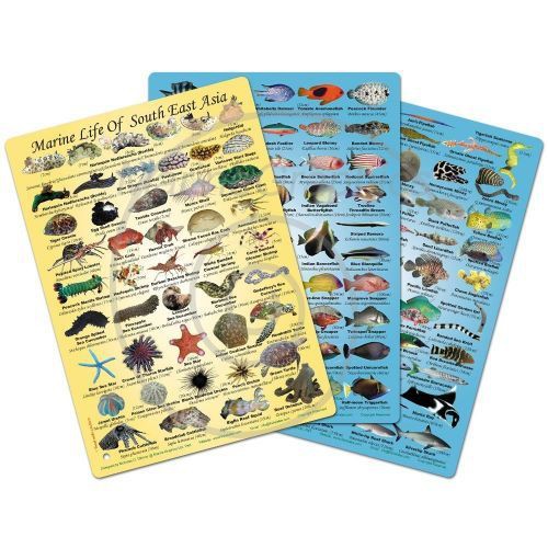 Jual Reef Life of South East Asia Fish Book Slate Scuba Diving Foto ...