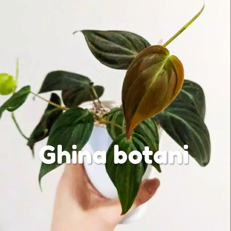 Jual Philodendron Micans / Philo Micans / Tanaman Rambat | Shopee Indonesia