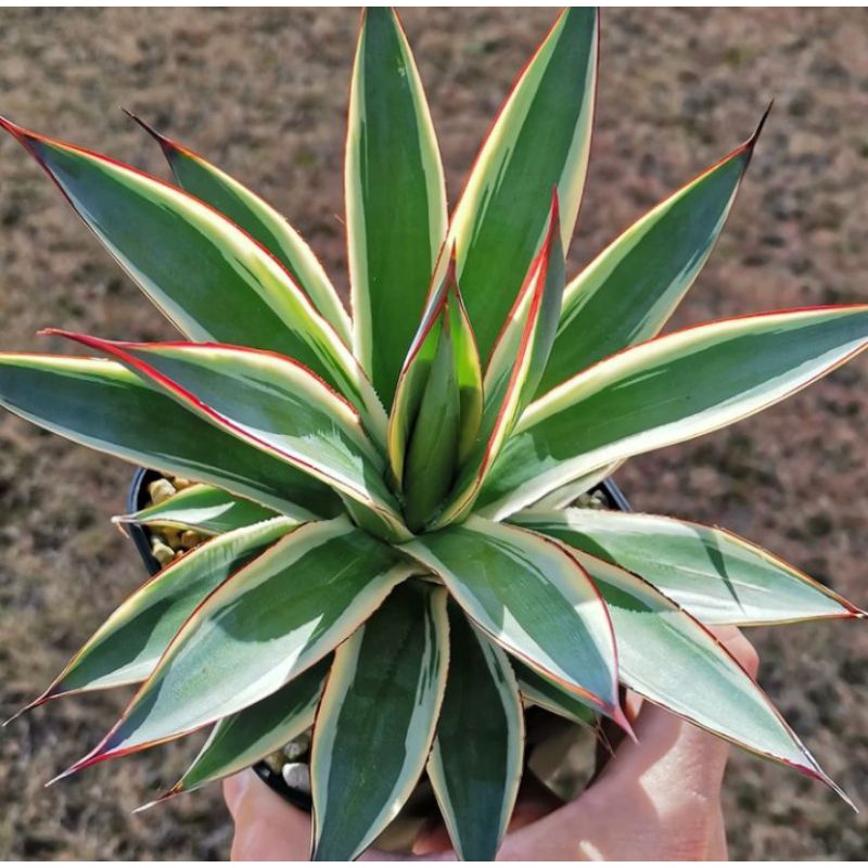 Jual Tanaman hias siklok hijau agave ciklok | Shopee Indonesia