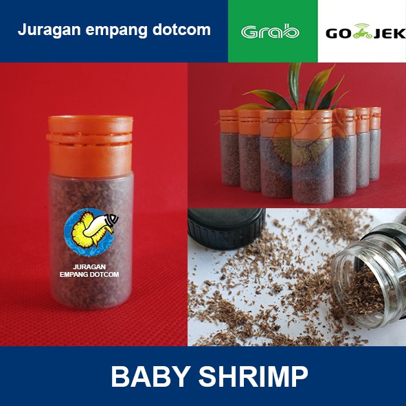 Jual Baby Shrimp Pakan Cupang / Pakan Burayak / Pakan Guppy | Shopee ... Jual Baby Shrimp Pakan Cupang / Pakan Burayak / Pakan Guppy | Shopee ...