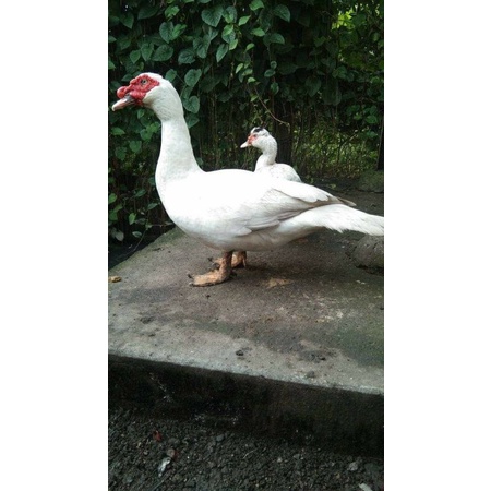 Jual TELUR TETAS MENTOK / ENTOK JUMBO LEHER BETON ASLI RAKSASA | Shopee ...