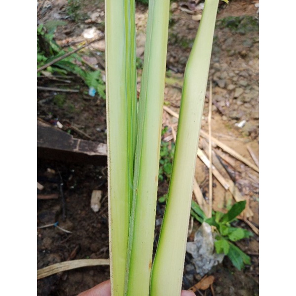 Jual Daun Kelapa Muda Janur 15 Lembar | Shopee Indonesia