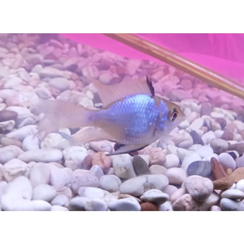 Jual blue electric slayer | Shopee Indonesia