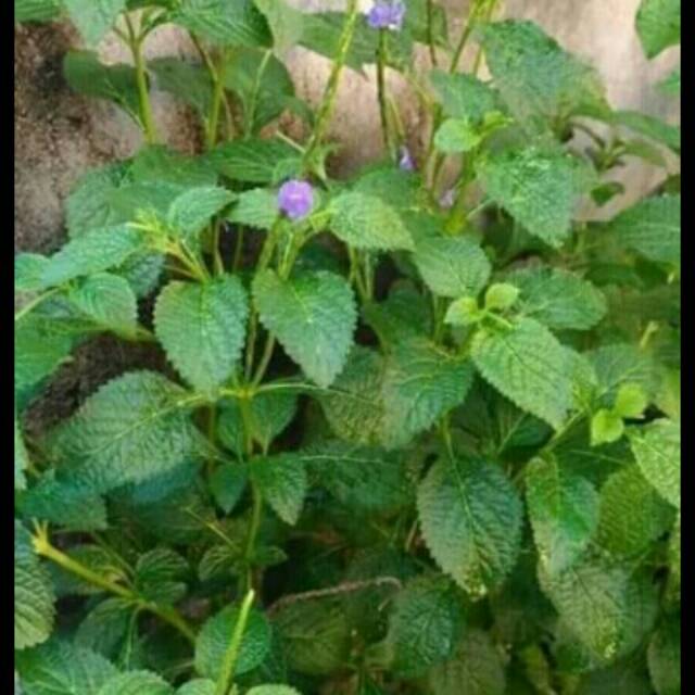 Jual Daun pecut kuda tanaman pecut muda obat herbal perut kuda | Shopee ...